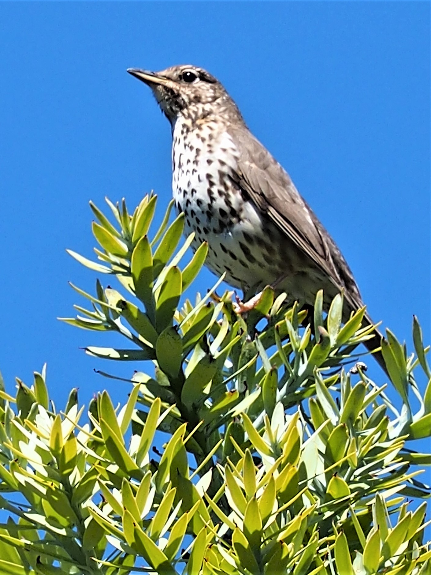 SONG THRUSH - Susan Boyd Photography
