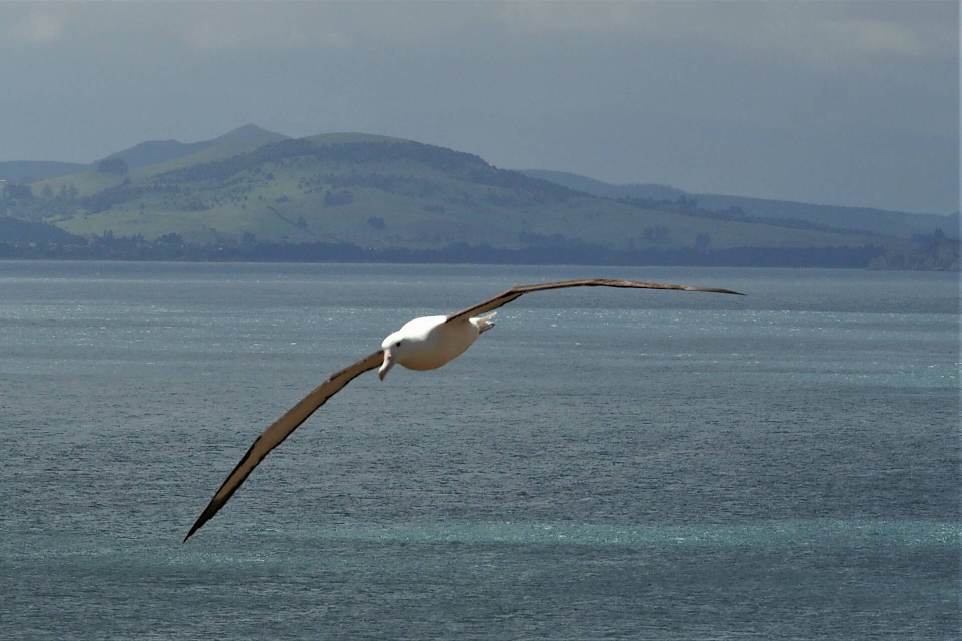 ROYAL ALBATROSS - Susan Boyd Photography