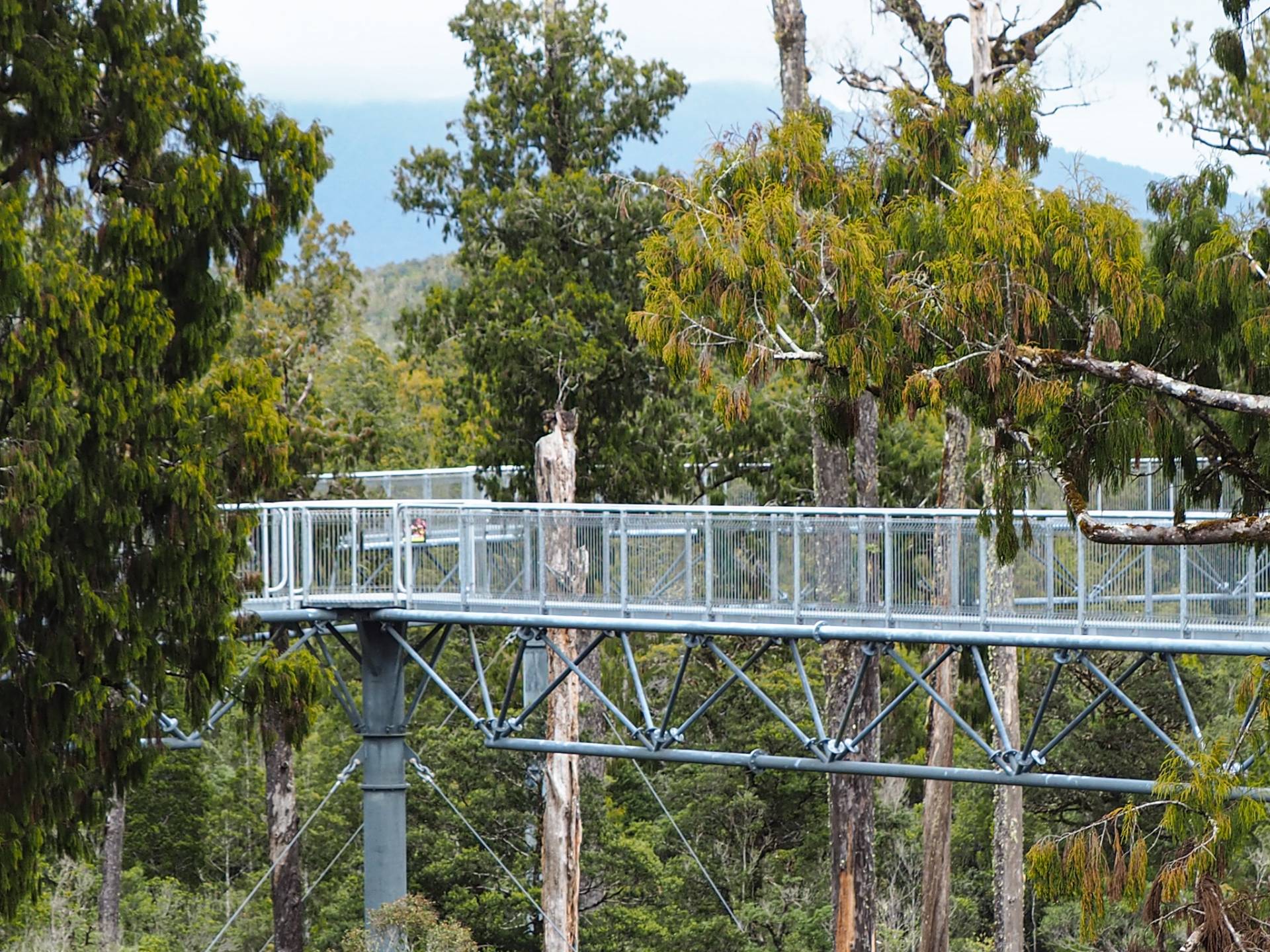 TREE TOP SUSPENDED WALKWAY - Susan Boyd Photography